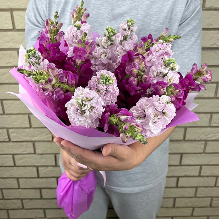 Розовые и малиновые маттиолы